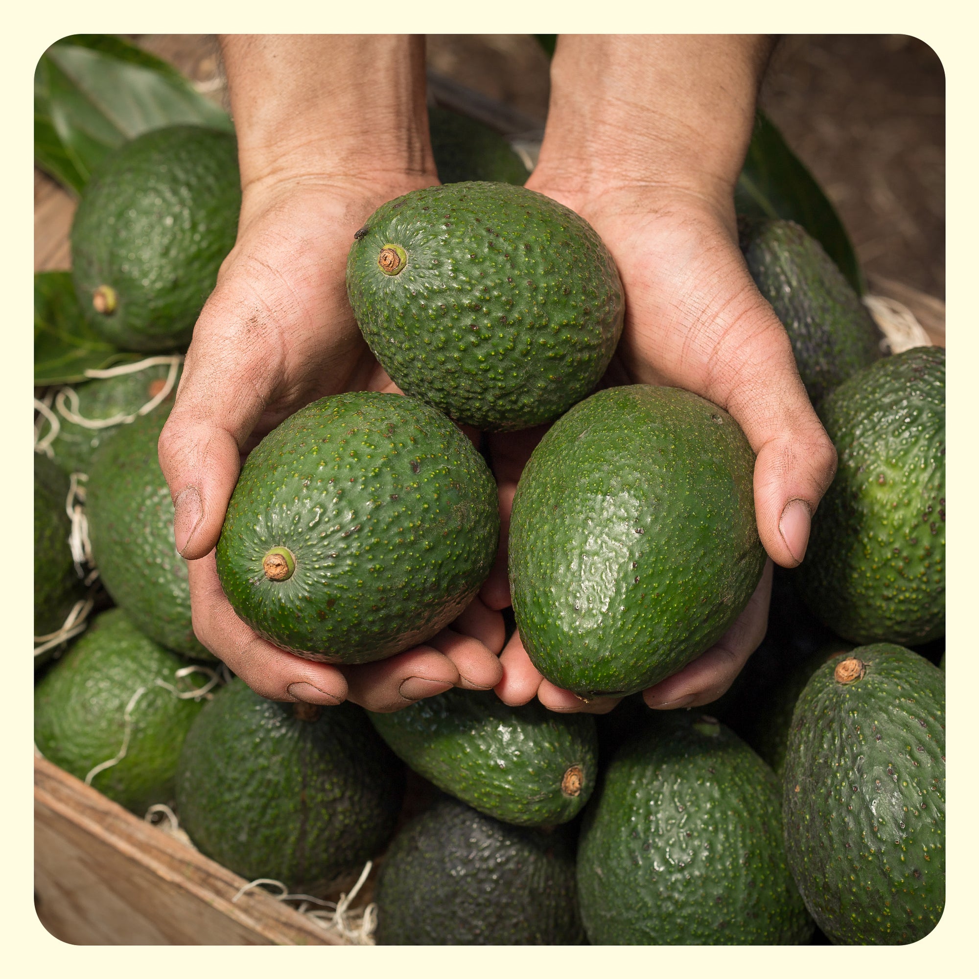 California Grown Organic Avocados | AvocadoOrganic.com