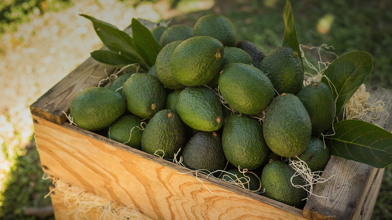 California Grown Organic Avocados | AvocadoOrganic.com