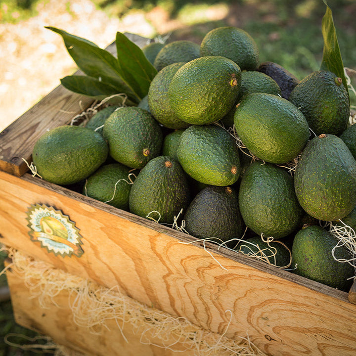 California Grown Organic Avocados | AvocadoOrganic.com